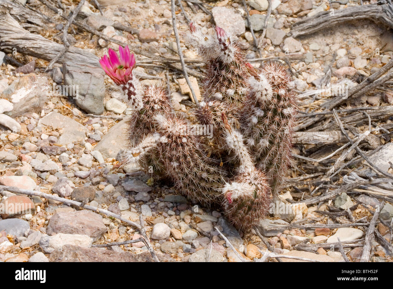 Chisos Mountain Hedgehog, a rare threatened species Stock Photo - Alamy Chisos Mountain Hedgehog, a rare threatened species Stock Photo - Alamy