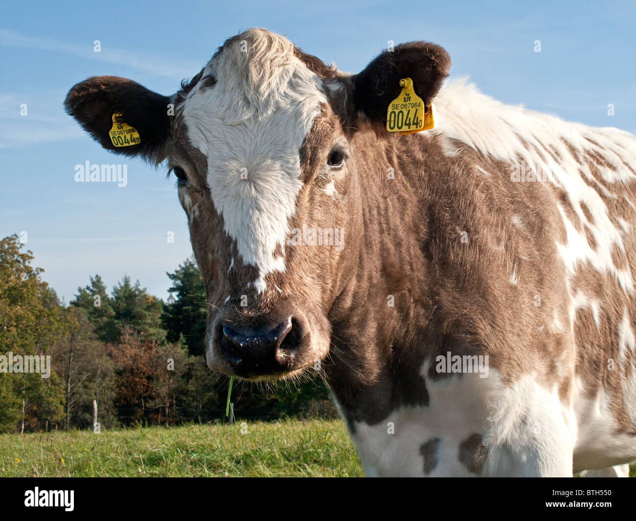 Ear tug hi-res stock photography and images - Alamy
