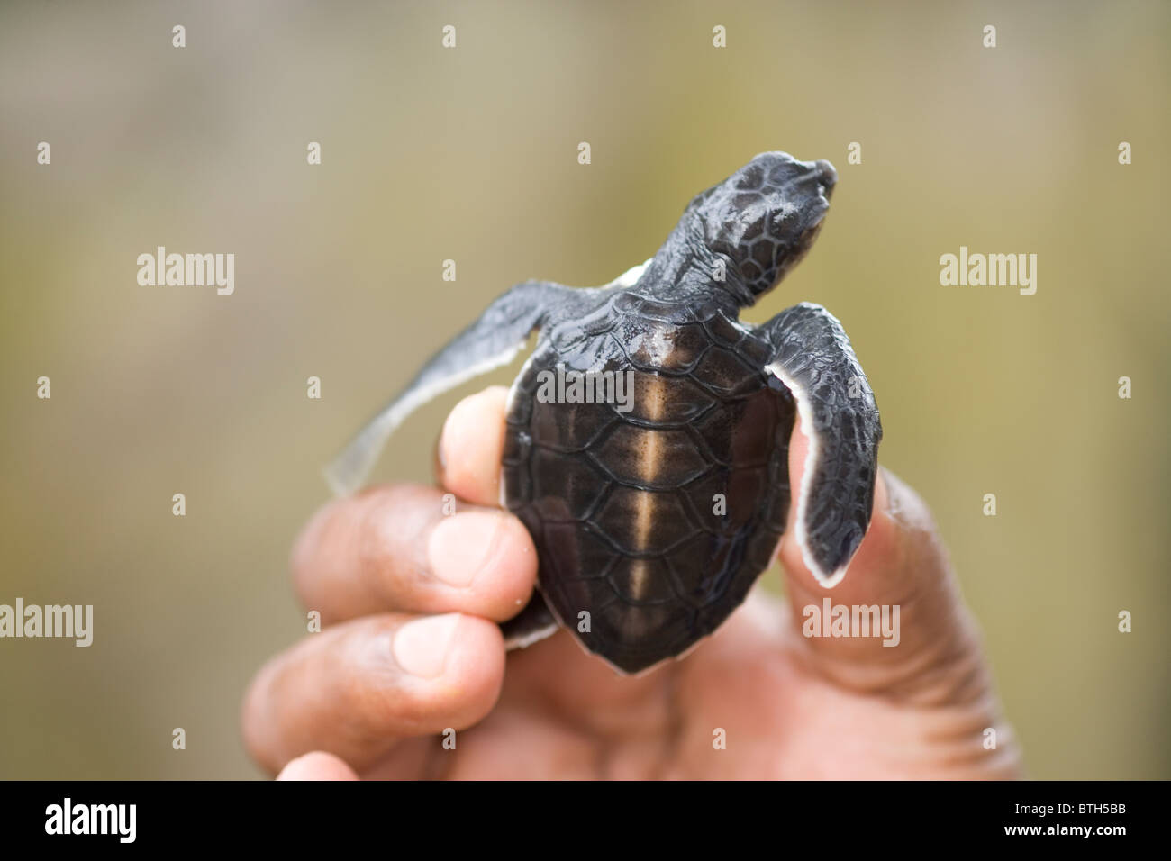 Baby sea turtles in hand hi-res stock photography and images - Alamy