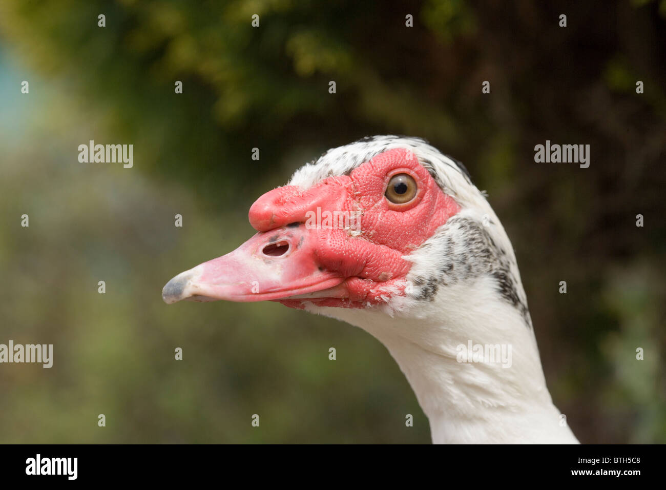 Female muscovy ducks hi-res stock photography and images - Alamy