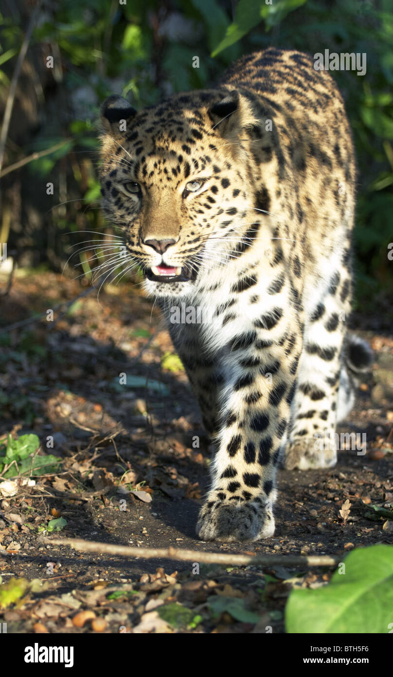 Amur leopard walking camera hi-res stock photography and images - Alamy