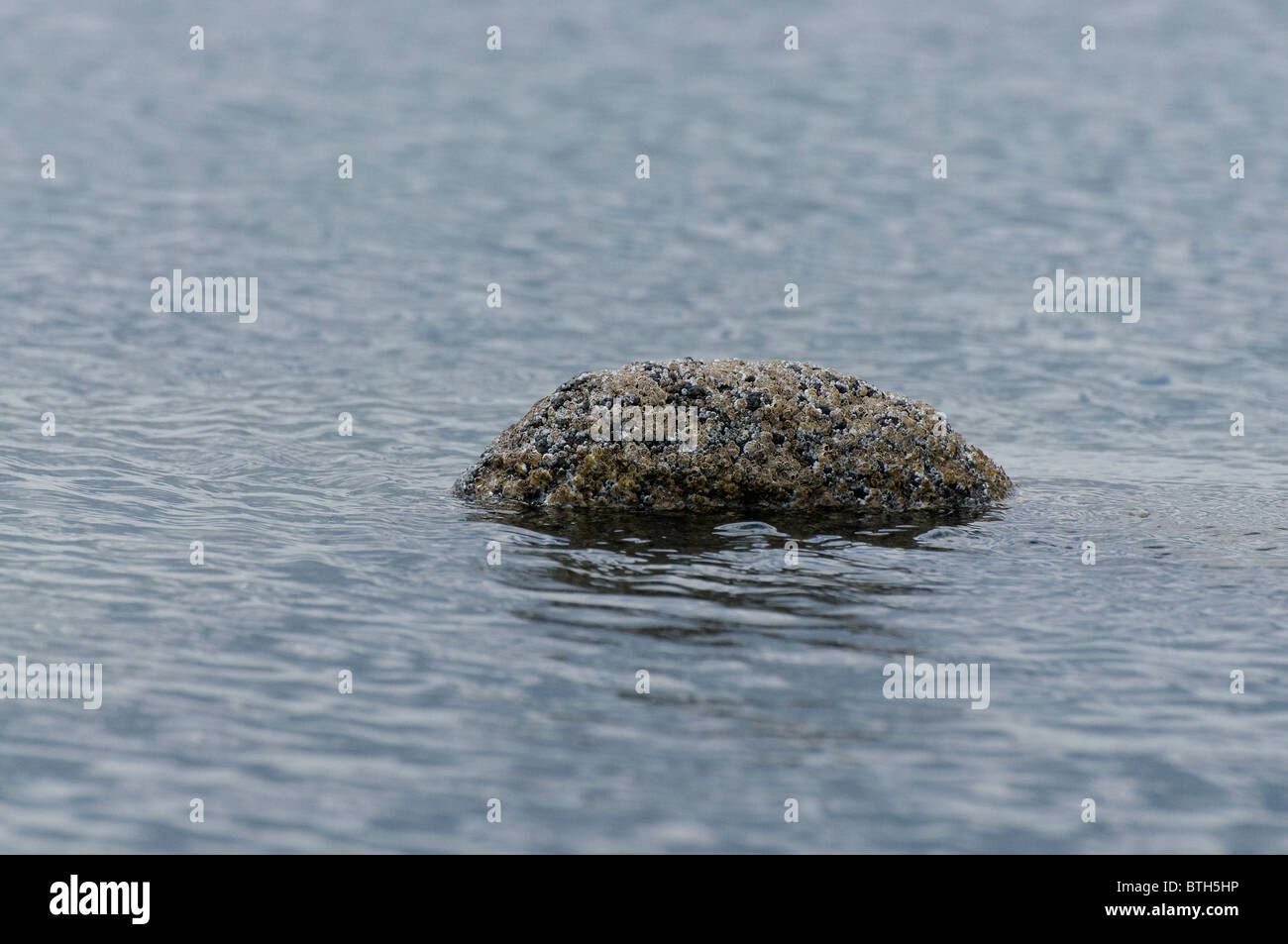 Barnacle rock hi-res stock photography and images - Alamy