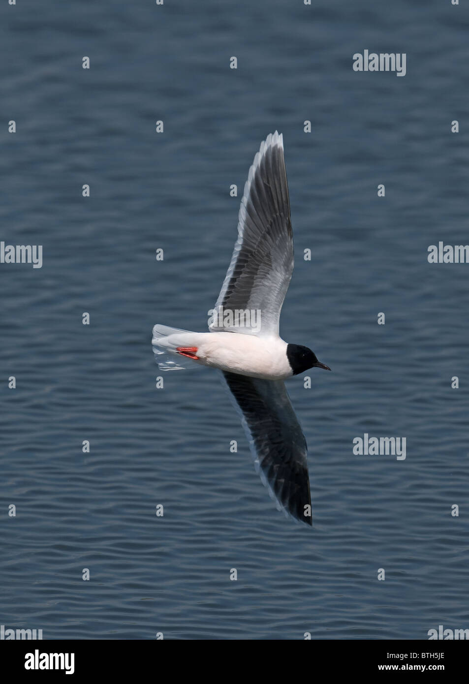 Little gull in flight larus hi-res stock photography and images - Alamy