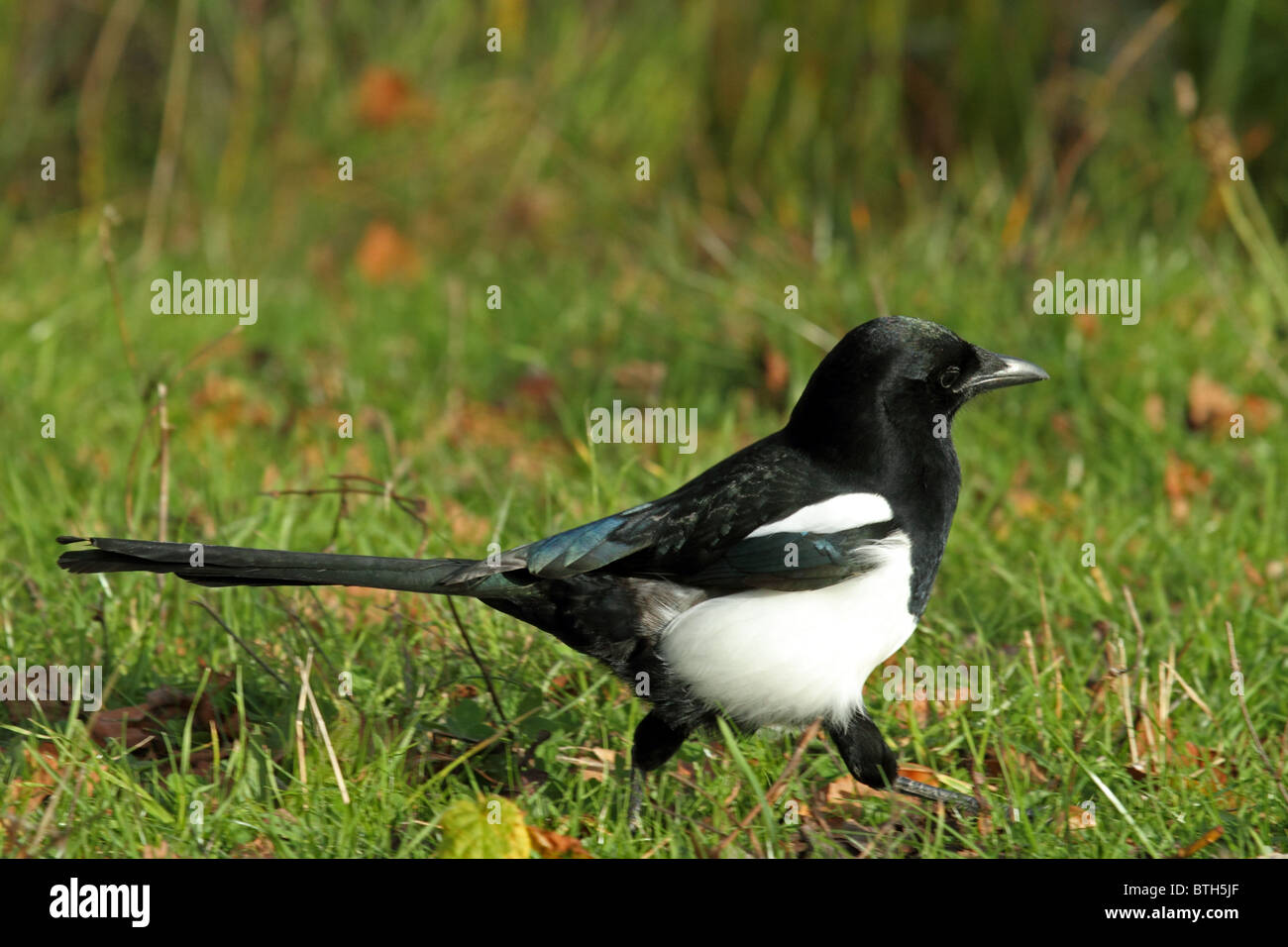 Common Magpie (Pica pica Stock Photo - Alamy