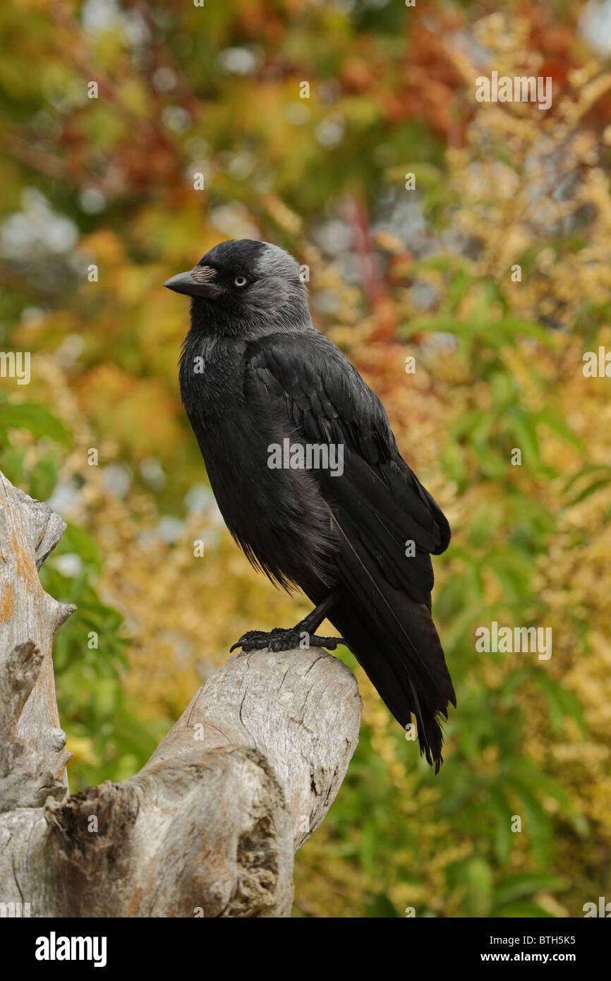 Jackdaw (Corvus monedula Stock Photo - Alamy