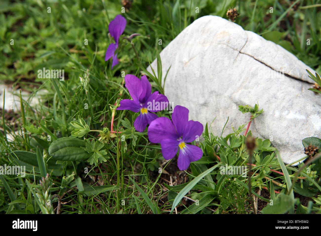 Wild flowers in the Alps in mid July Stock Photo - Alamy