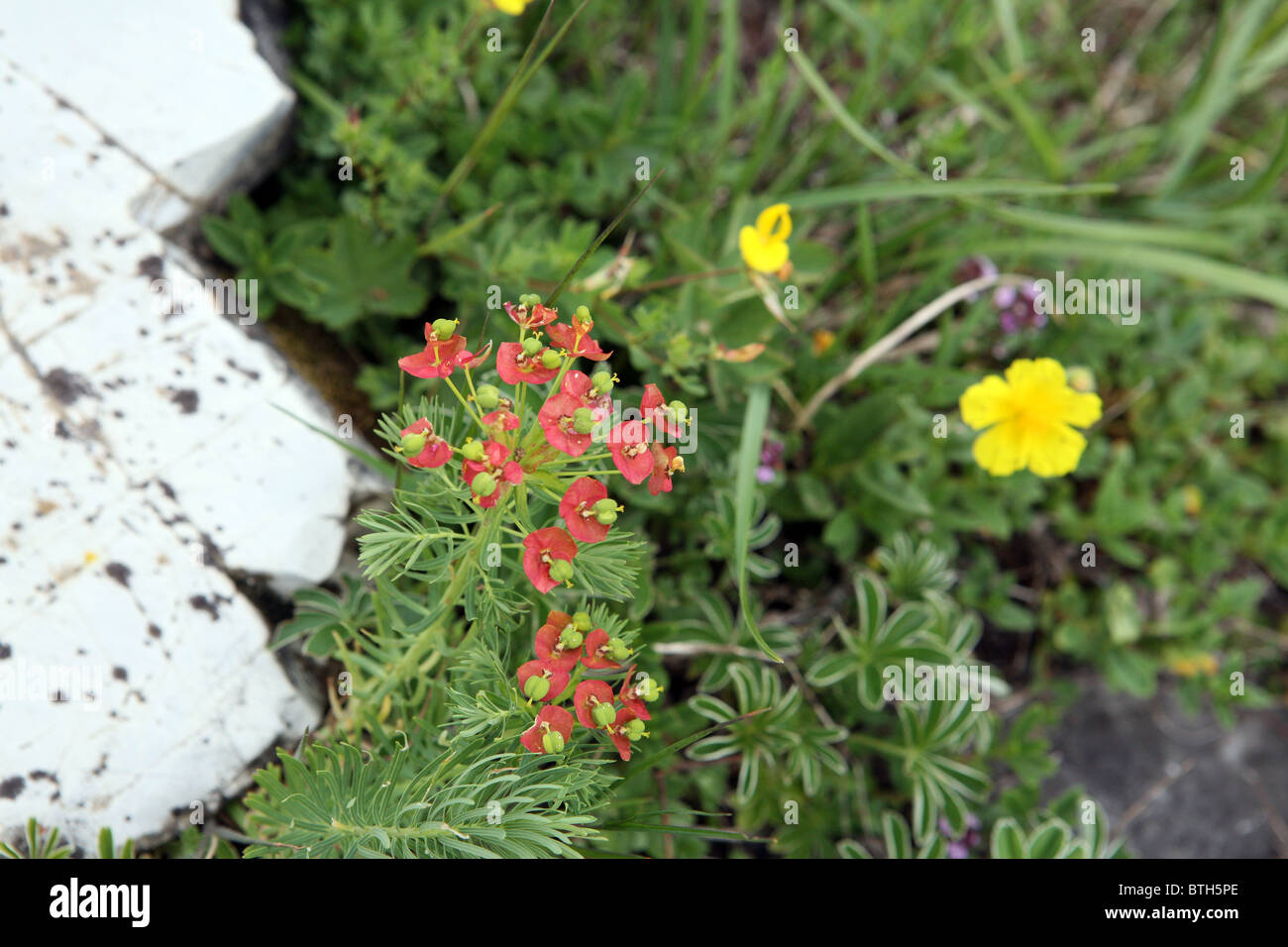 Wild flowers in the Alps in mid July Stock Photo - Alamy