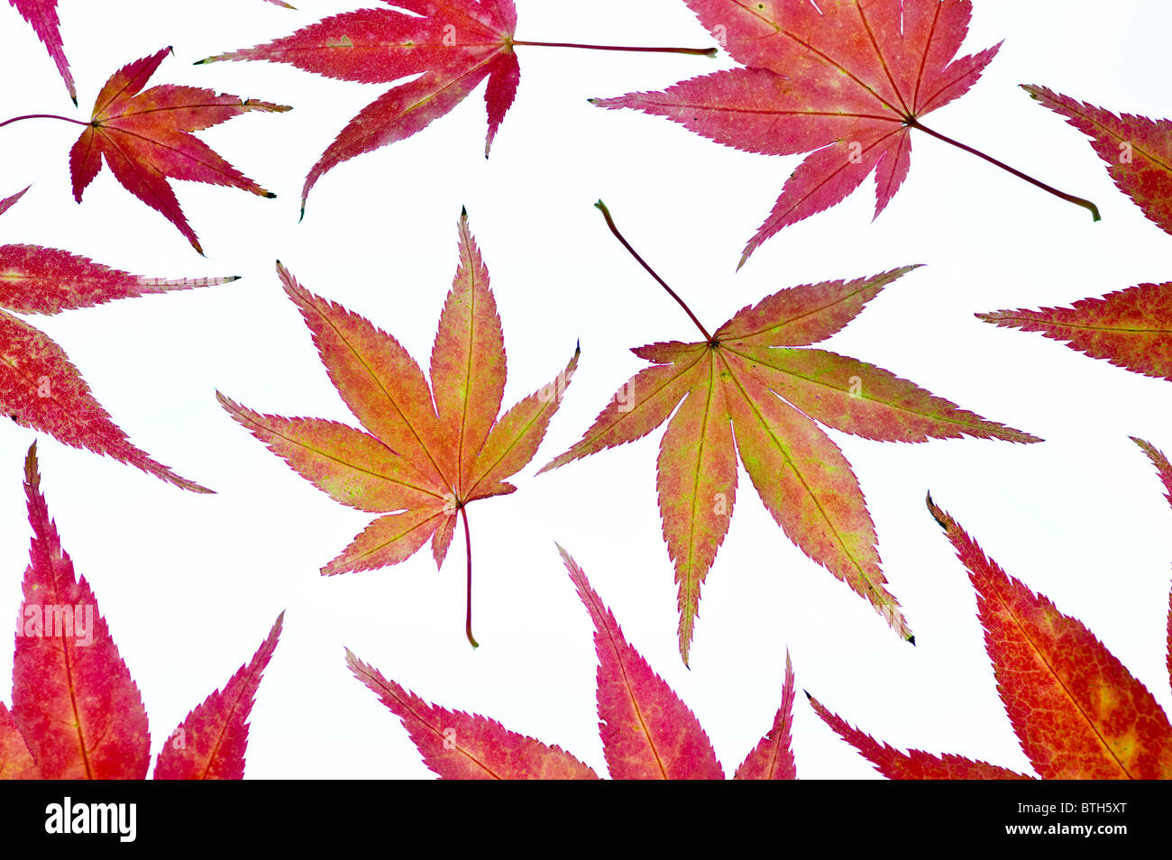 Acer leaves hi-res stock photography and images - Alamy