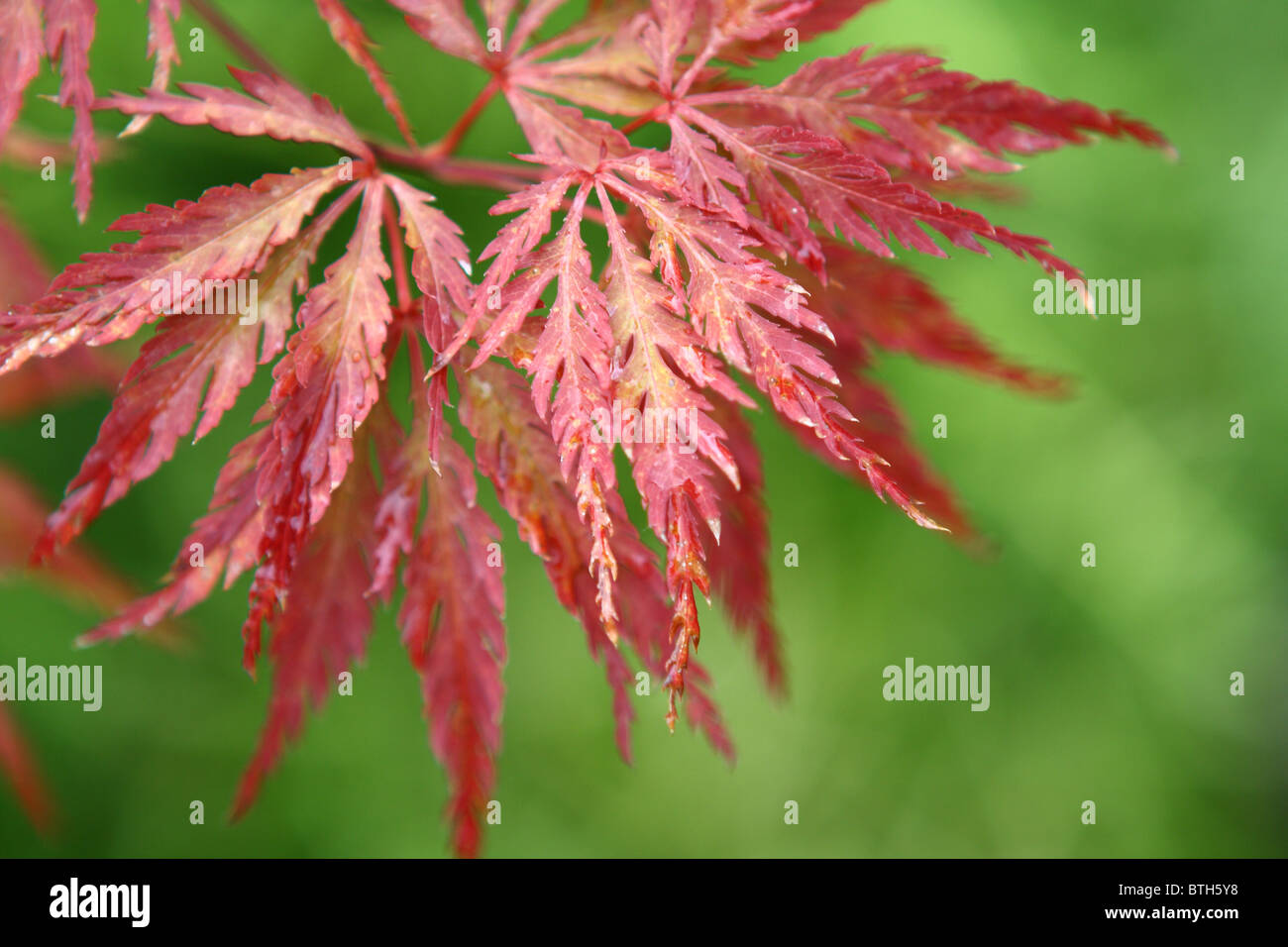Red trees outdoor Stock Photo - Alamy