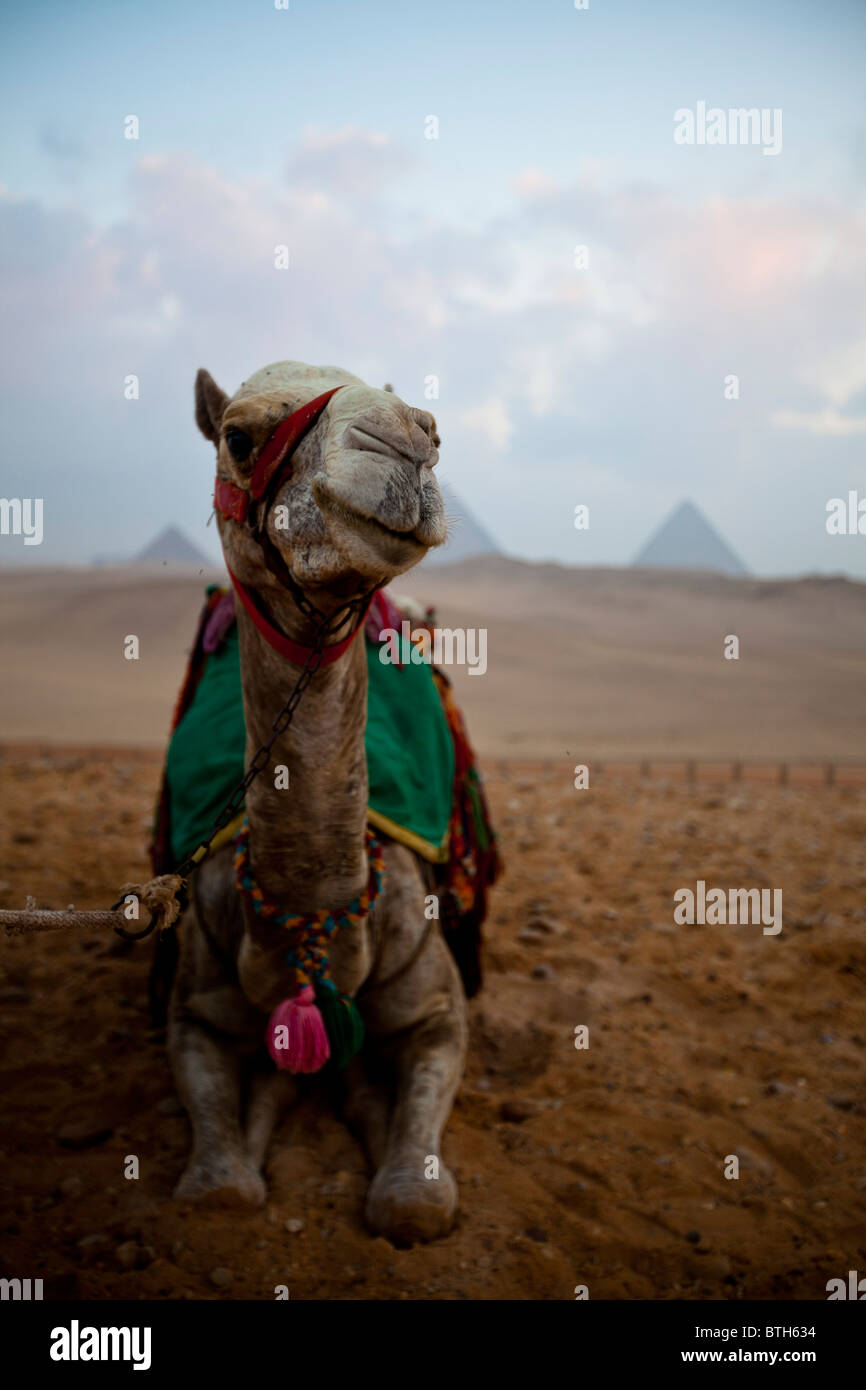 Camel in natural habitat Stock Photo - Alamy