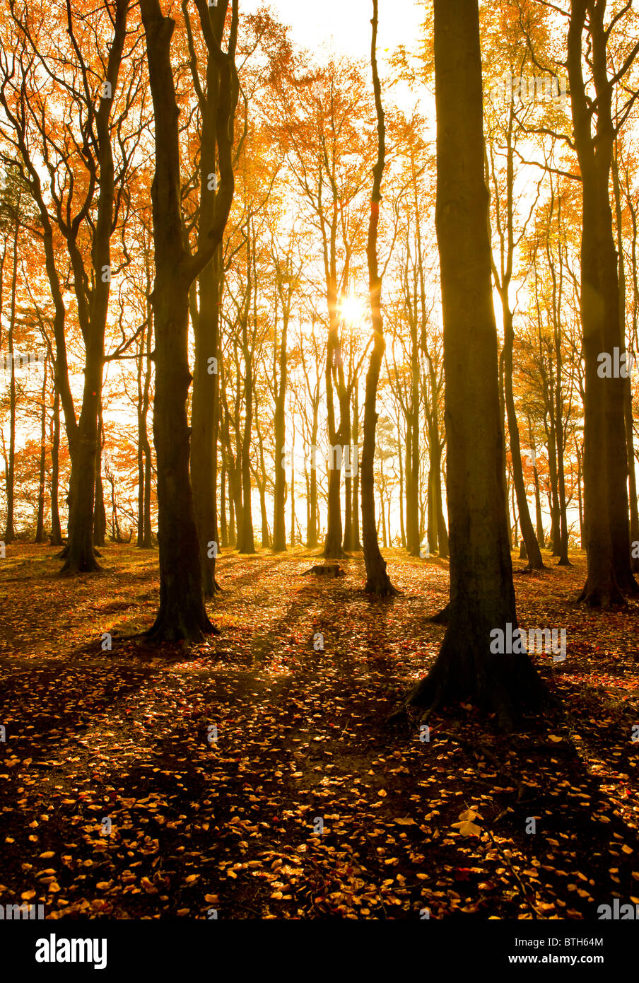 Sunlight coming through the trees hi-res stock photography and images ...