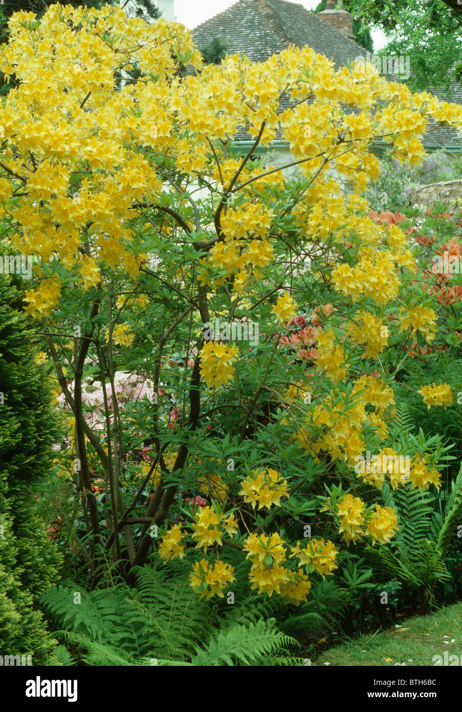 Pale yellow azalea hi-res stock photography and images - Alamy