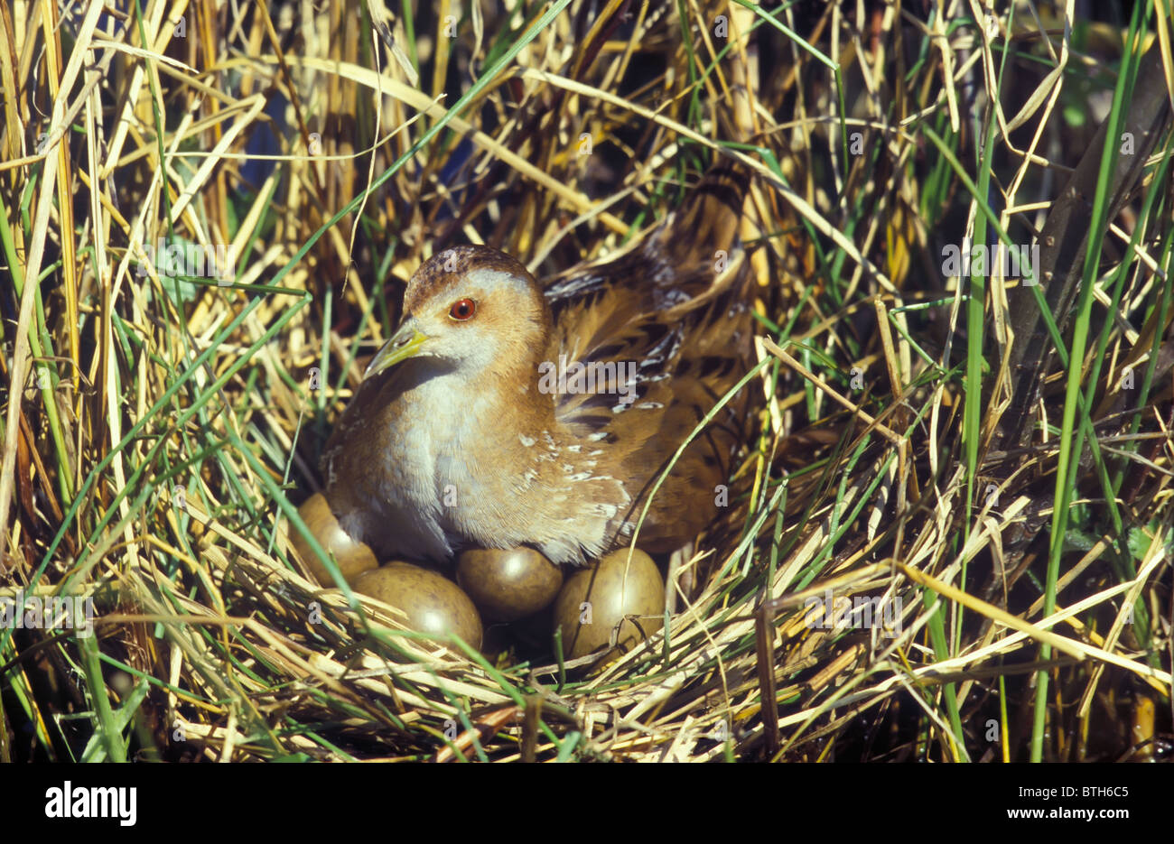 Shallow nest hi-res stock photography and images - Alamy