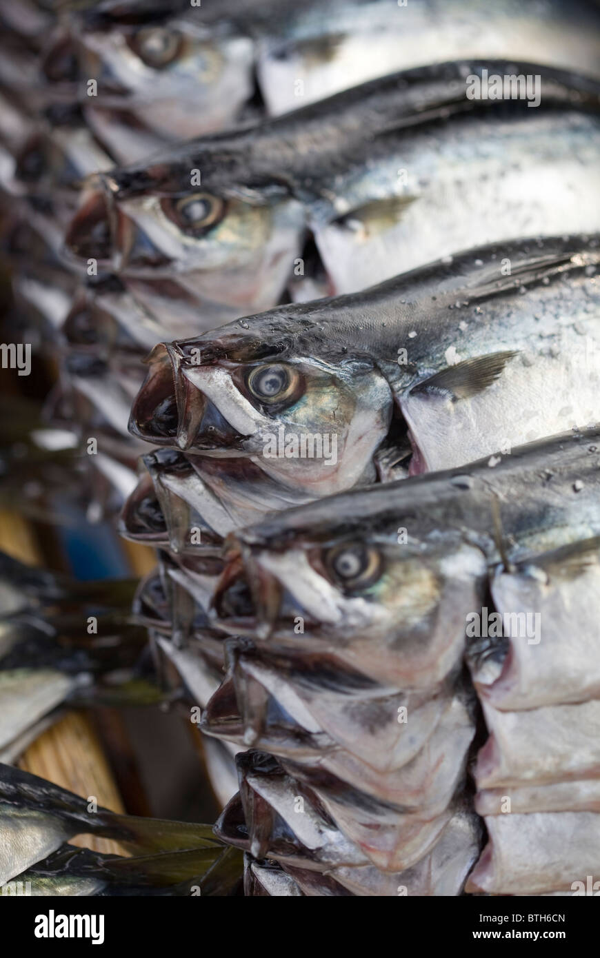 Row of fish at Market Seoul South Korea Stock Photo - Alamy