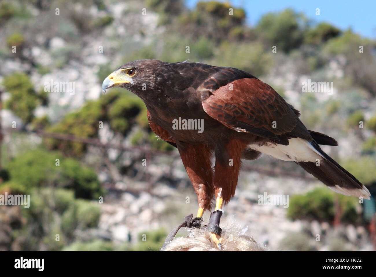 Hawk wings spread perched hi-res stock photography and images - Alamy