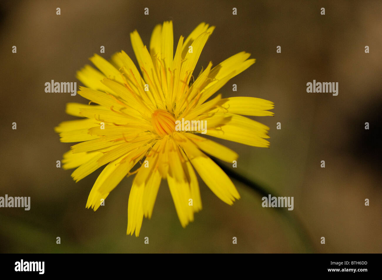 A close up photograph of a Hawkbit flower Stock Photo - Alamy