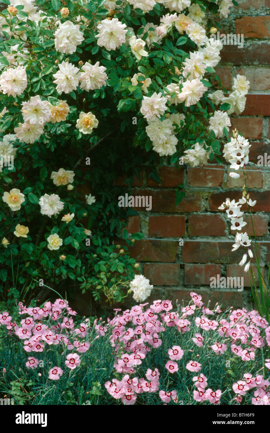 Close-up of pale cream climbing rose under-planted with pinks Stock ...