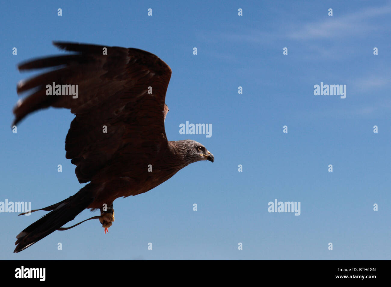 hawk in flight Stock Photo - Alamy