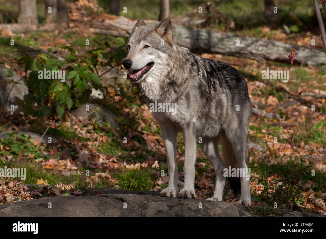 A Timber Wolf in autumn Stock Photo - Alamy