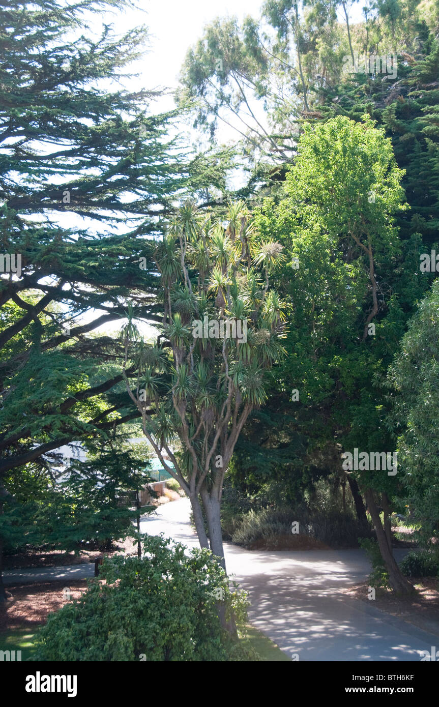 Red chestnut trees cabbage trees hi-res stock photography and images ...