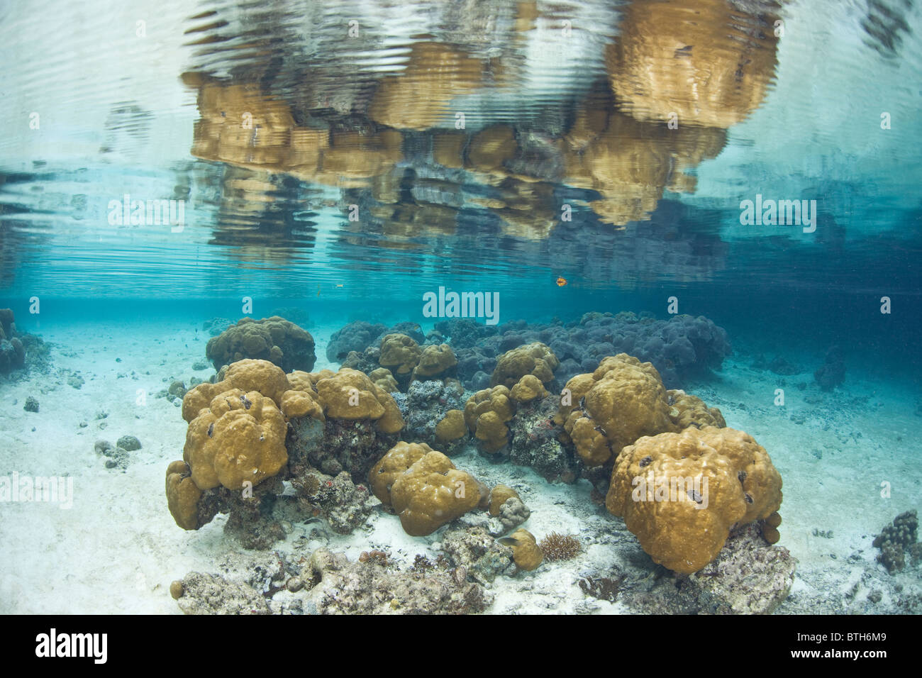 Coral reef underwater hi-res stock photography and images - Alamy