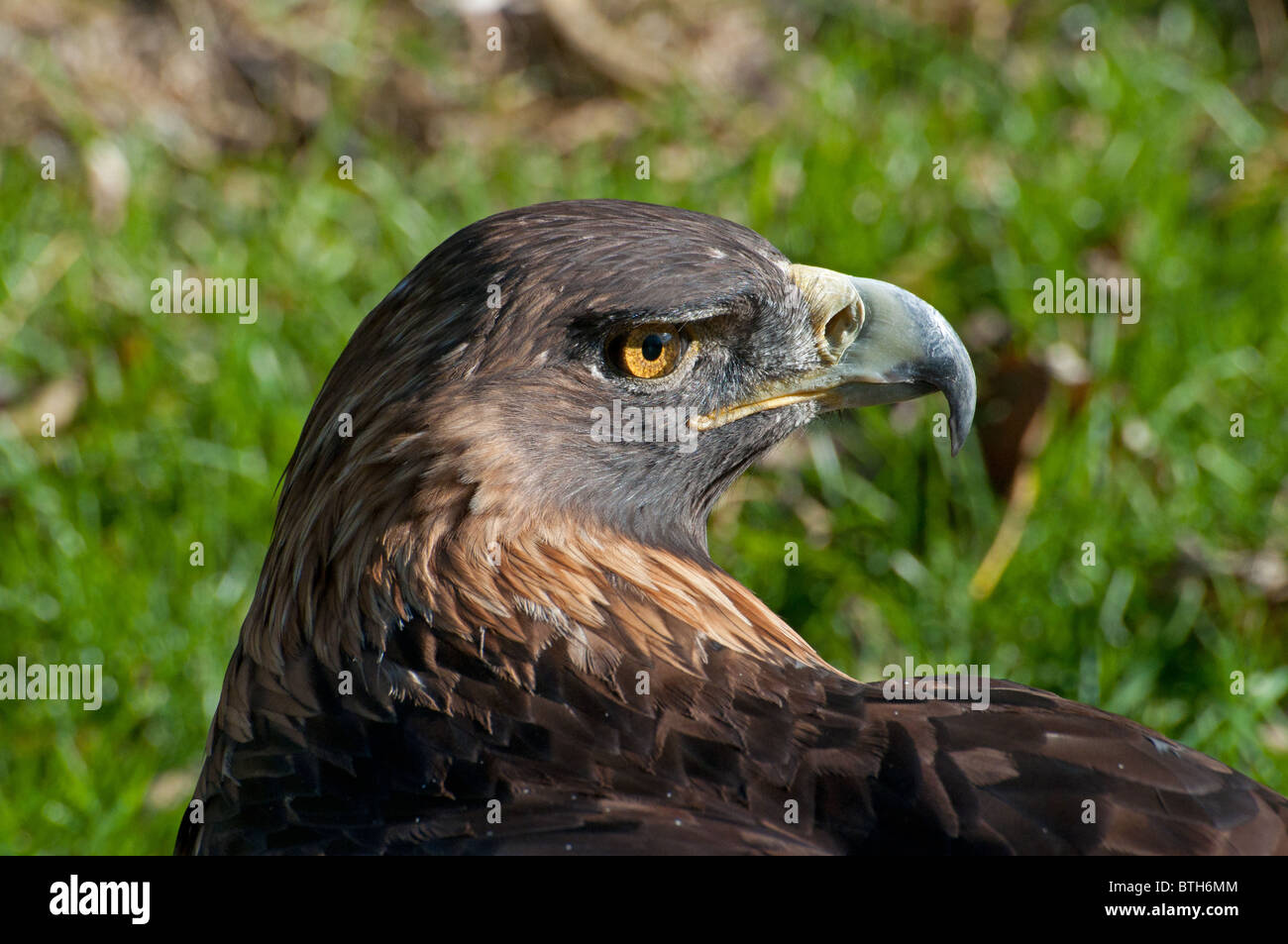 A Golden Eagle up close Stock Photo - Alamy