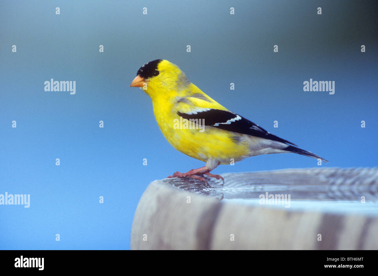 American goldfinch wings hi-res stock photography and images - Alamy