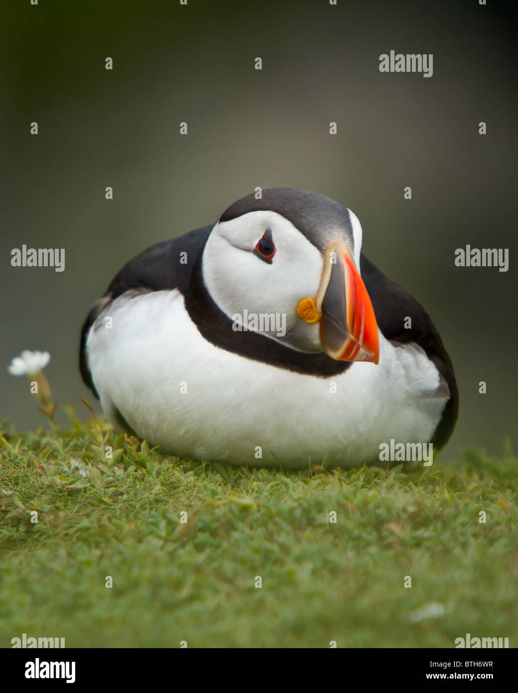 Skomer Island Puffin Stock Photo - Alamy