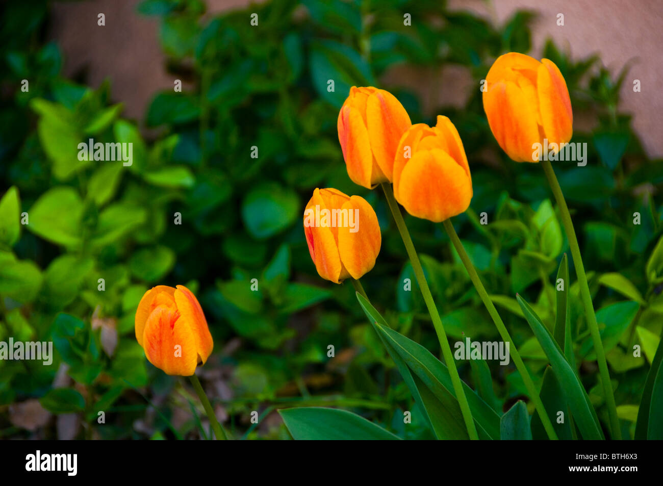 Colorful bright tulips in garden Stock Photo - Alamy