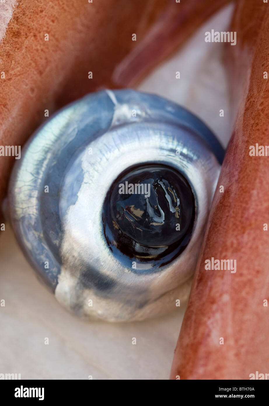 Inner fish market hi-res stock photography and images - Alamy