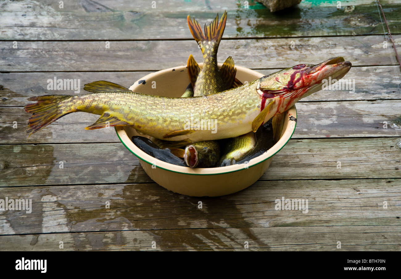 Northern Pike fish fresh caught in lake Wisconsin Stock Photo - Alamy
