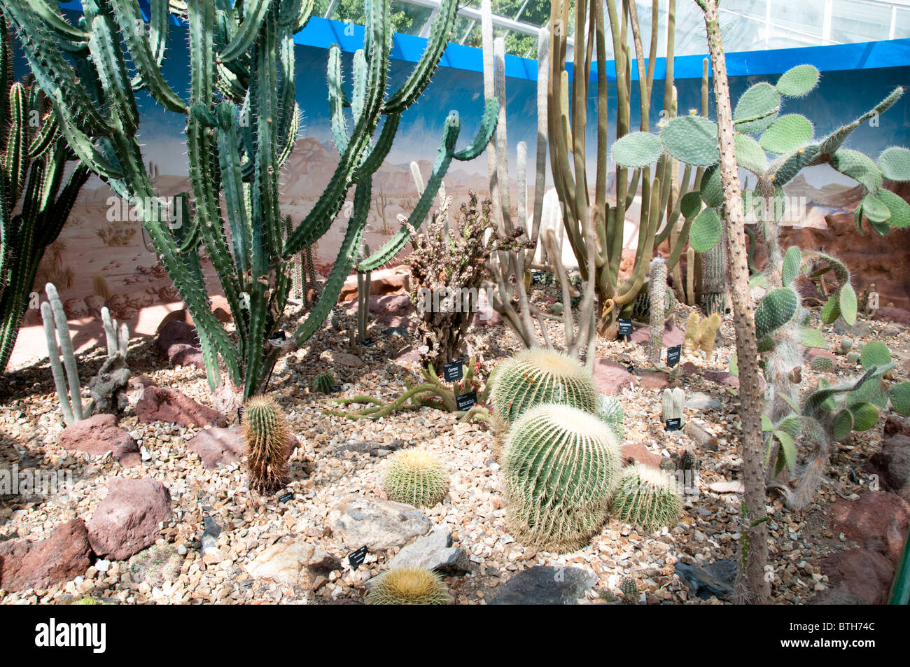 Sequoia cactus hi-res stock photography and images - Alamy