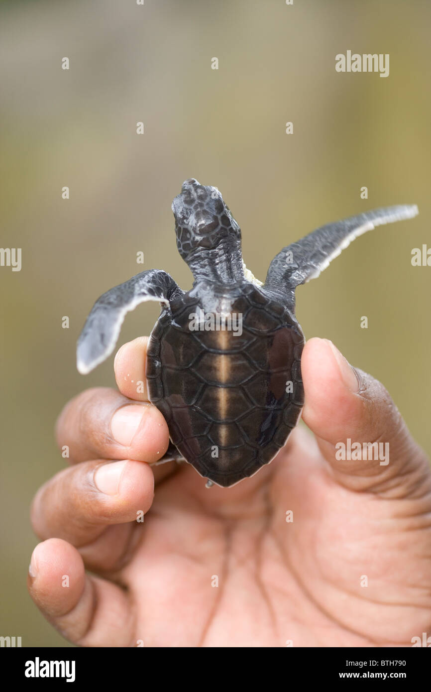 Underside showing upright hi-res stock photography and images - Alamy