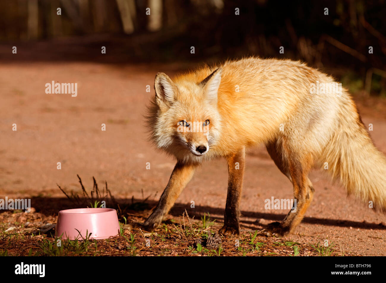 Red fox in Colorado Stock Photo - Alamy