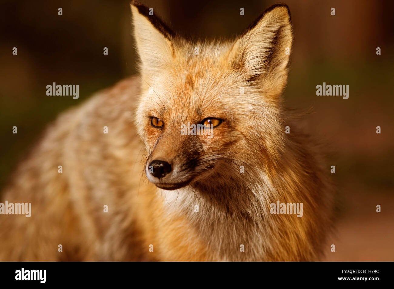 Red fox in Colorado Stock Photo - Alamy