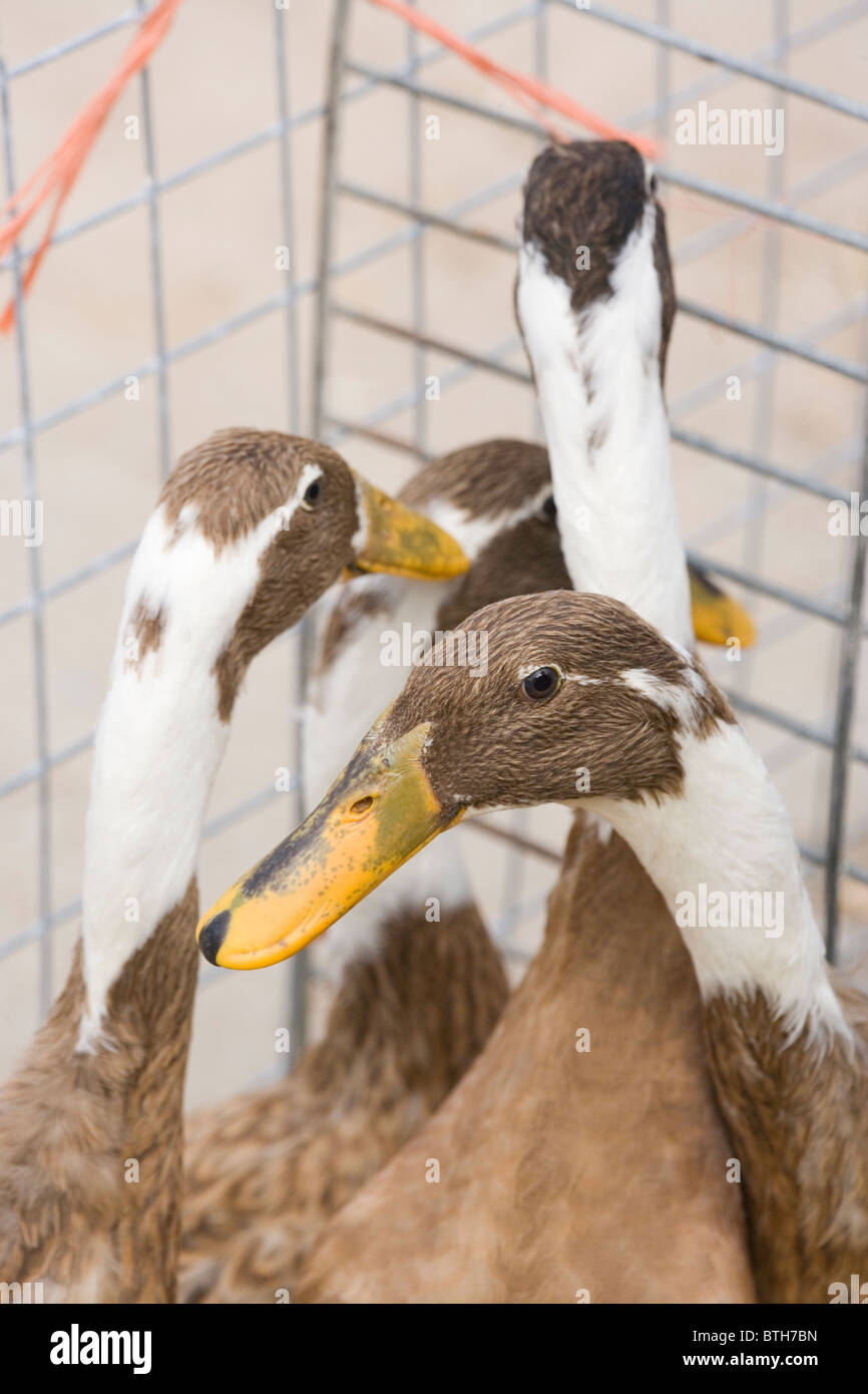 Fawn and white indian runner duck hi-res stock photography and images ...