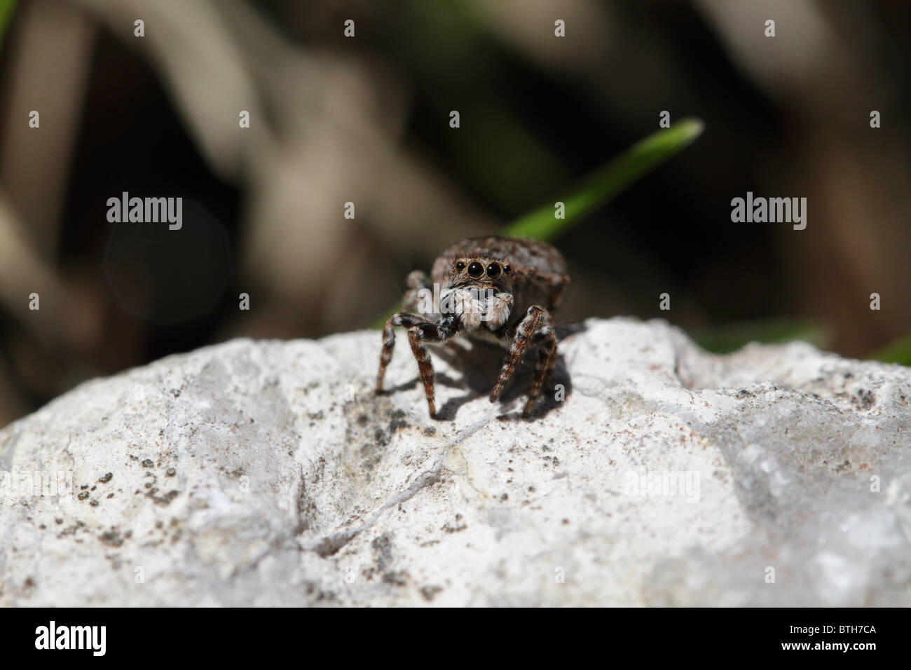 Sitticus rupicola, a jumping spider that is commonly seen in the Alps ...