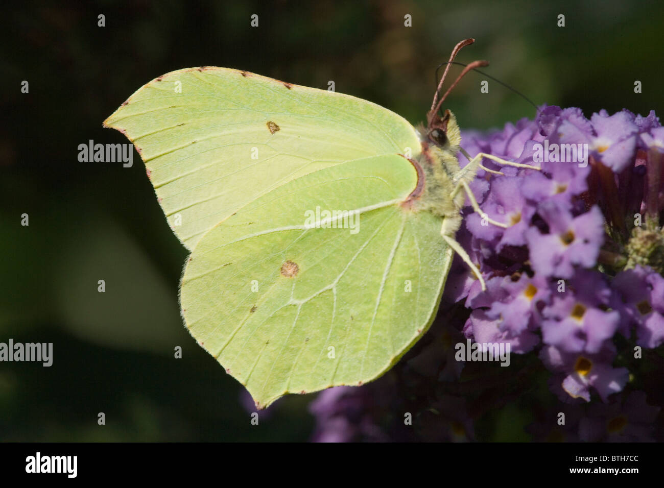 Butterfly shaped leaf hi-res stock photography and images - Alamy