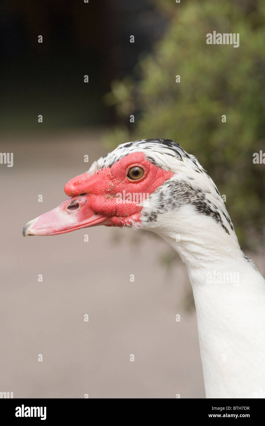 Female muscovy ducks hi-res stock photography and images - Alamy