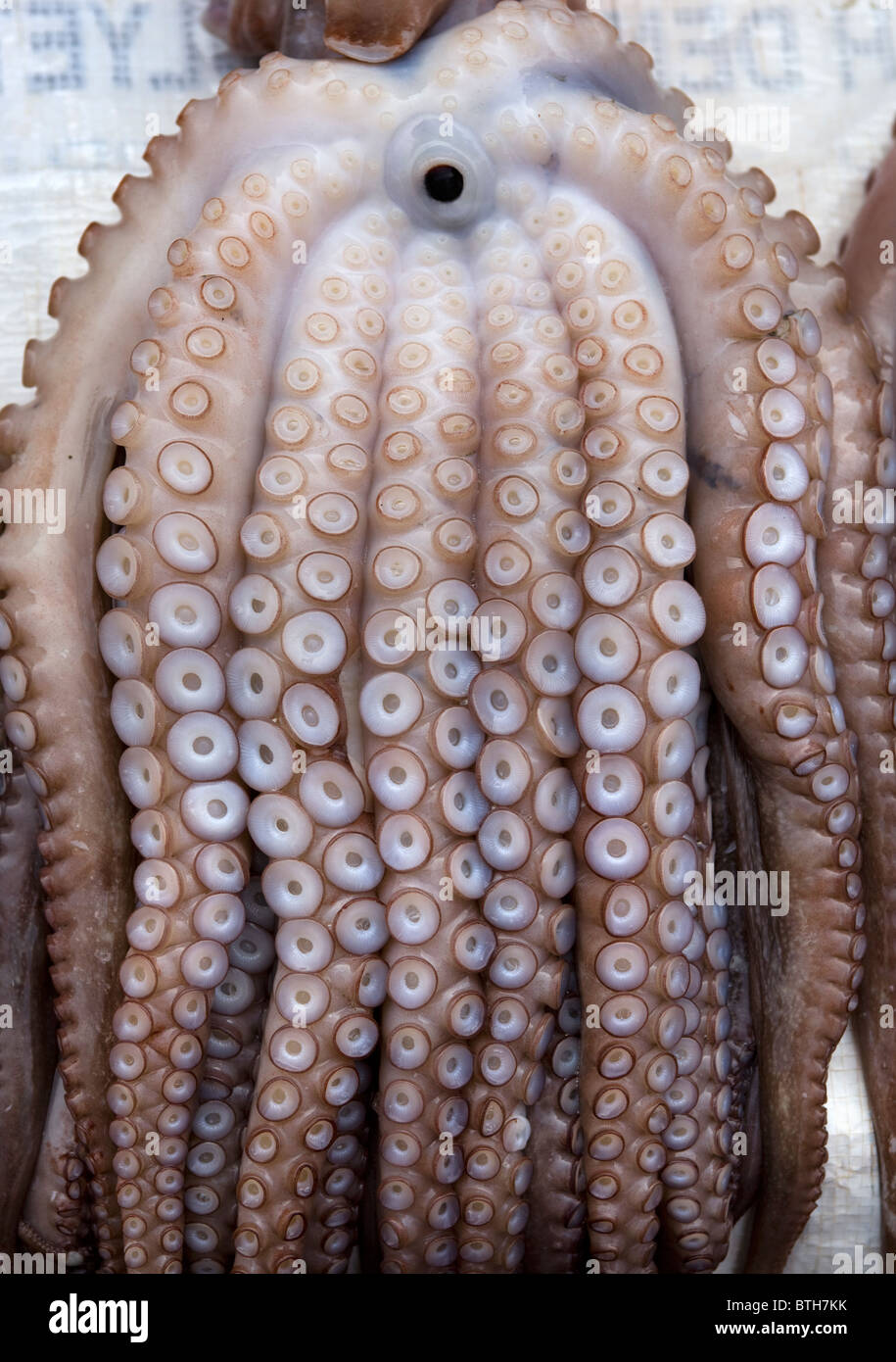 Busan south korea fish market hi-res stock photography and images - Alamy