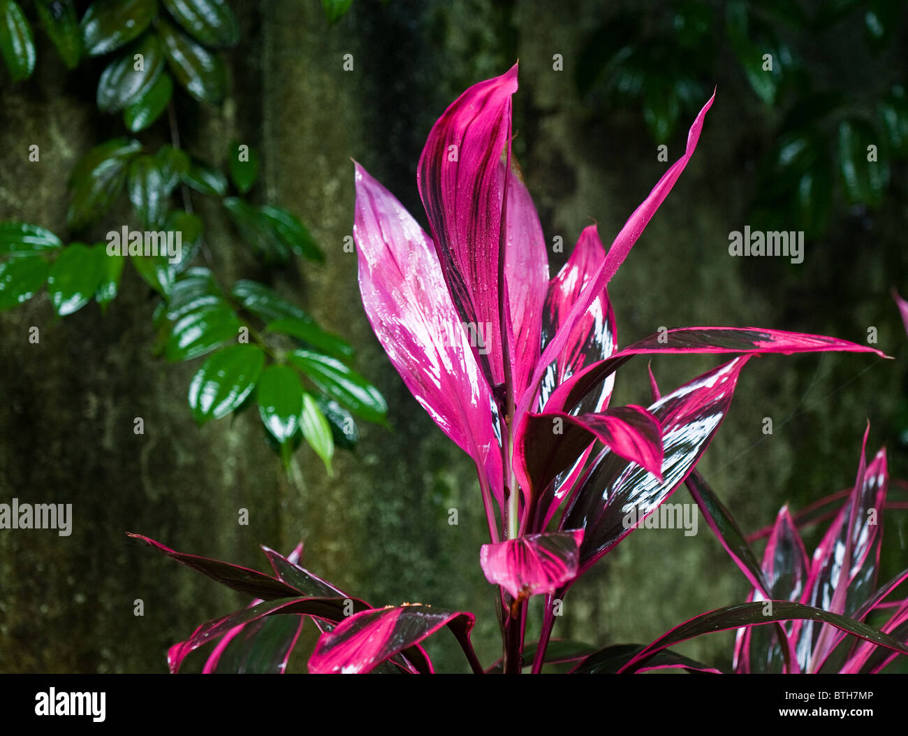 Palm lily hi-res stock photography and images - Alamy