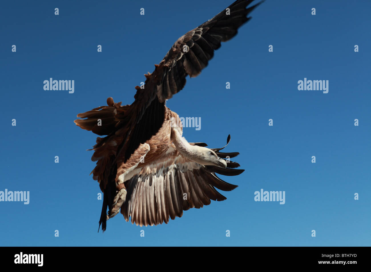Vulture in flight hi-res stock photography and images - Alamy