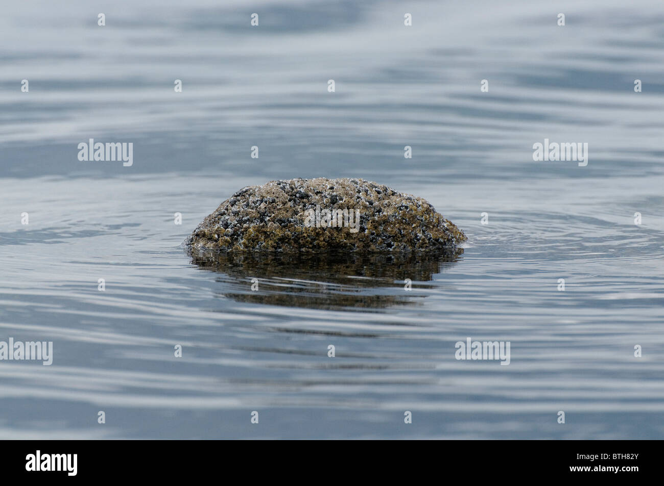 Barnacle rock hi-res stock photography and images - Alamy