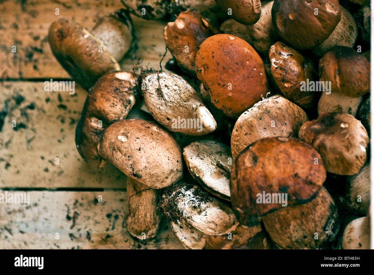 Mushroom sprout hi-res stock photography and images - Alamy
