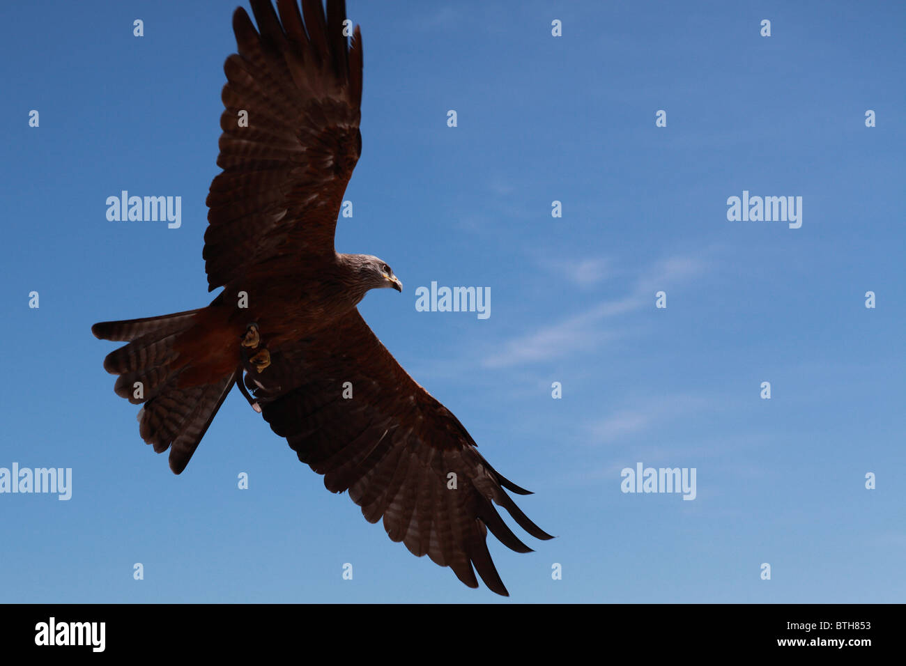 hawk in flight Stock Photo - Alamy