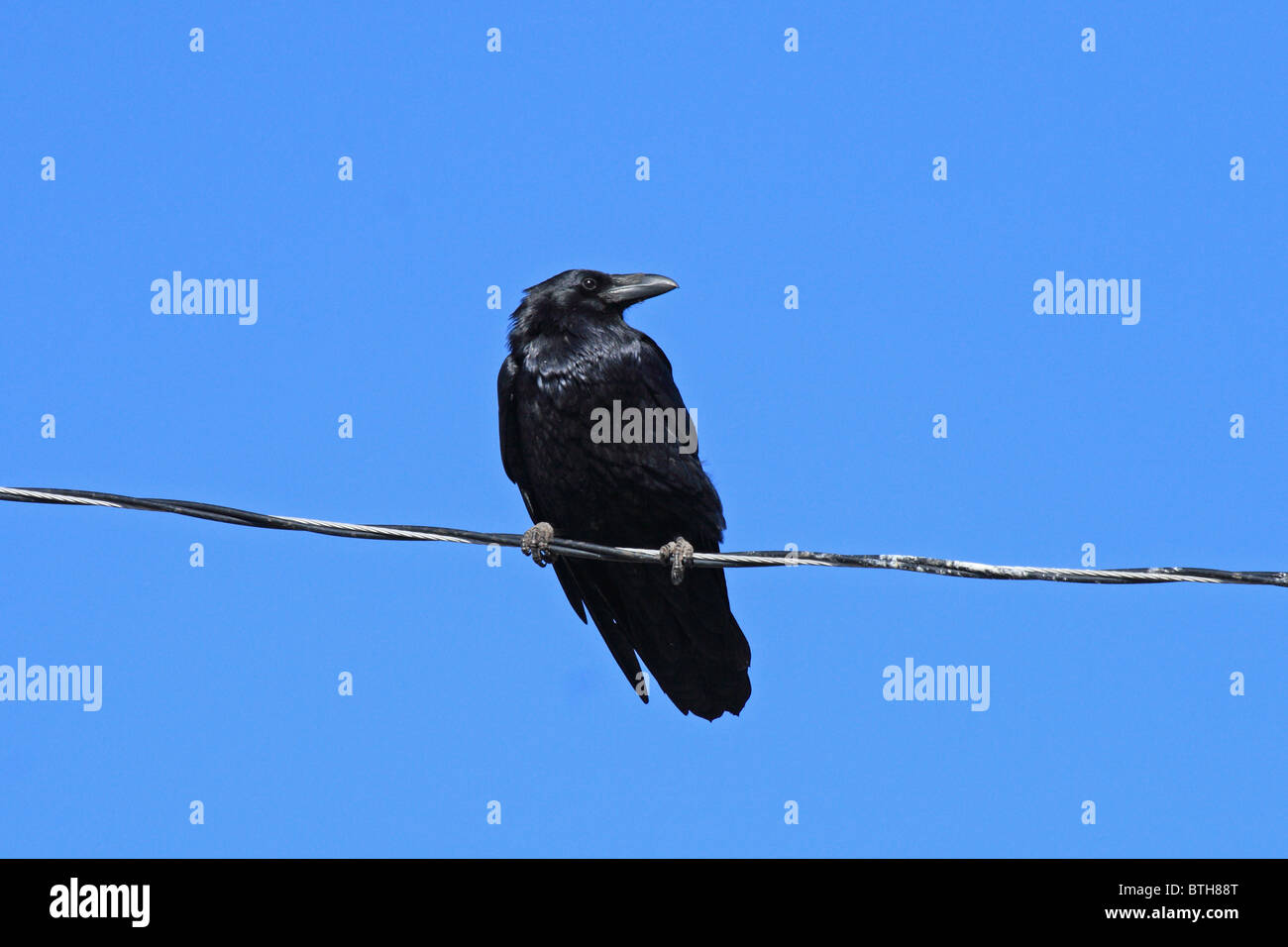 Common Raven (Corvus corax) - perched on a wire Stock Photo - Alamy