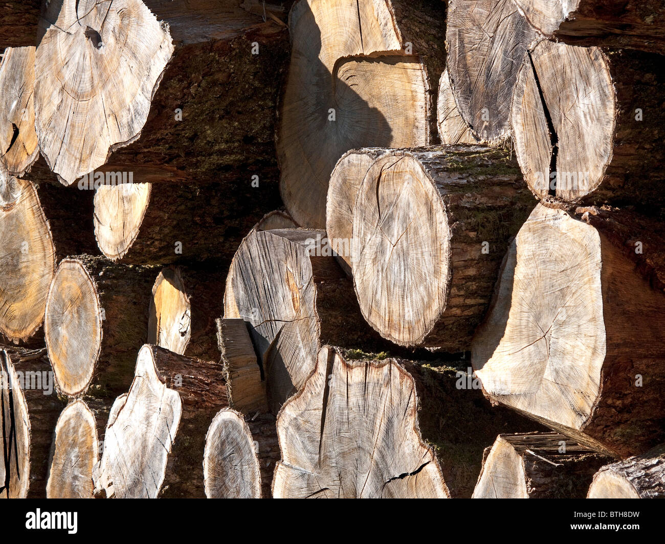 Oak cross section hi-res stock photography and images - Alamy