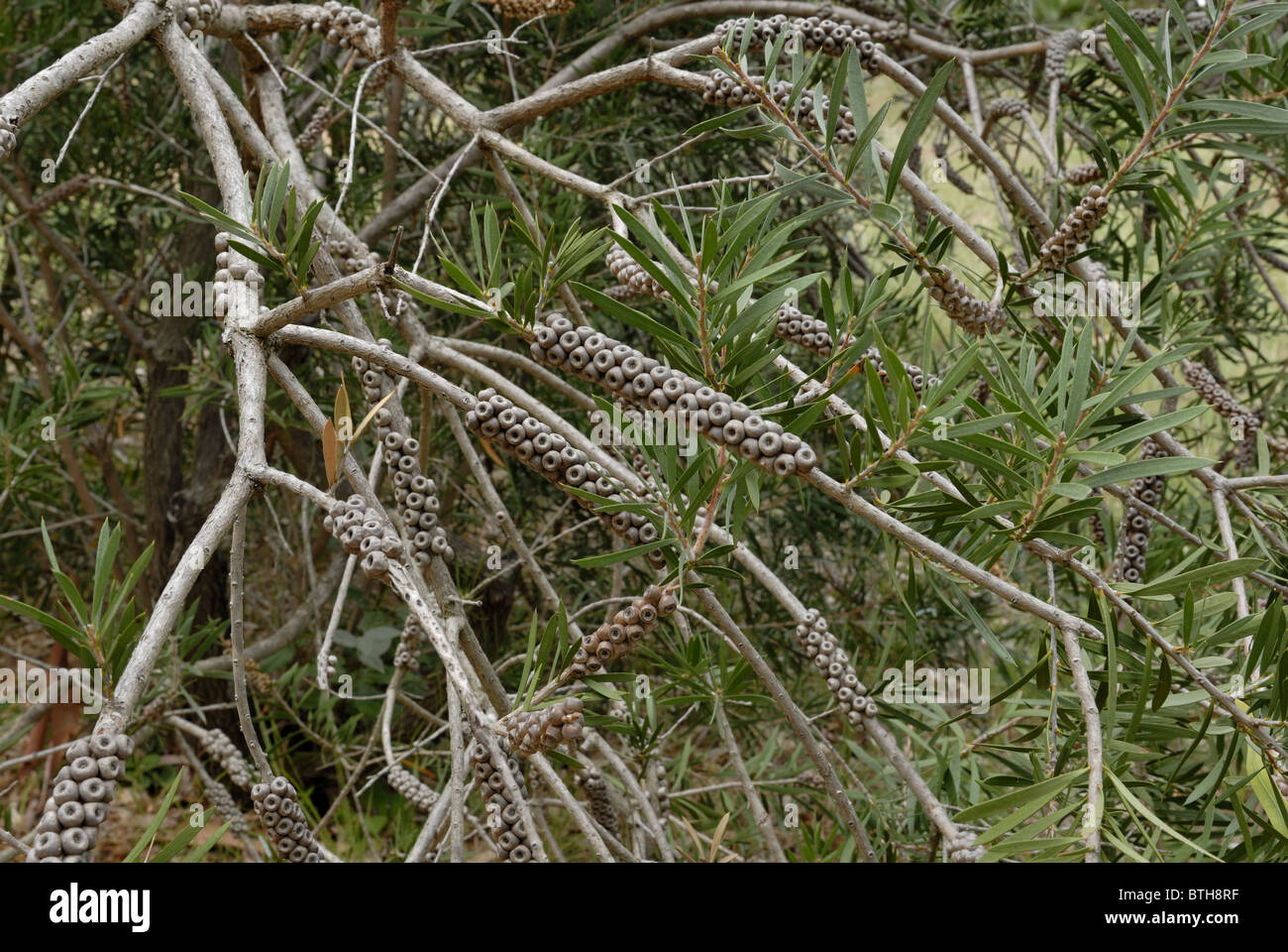 Callistemon species hi-res stock photography and images - Alamy