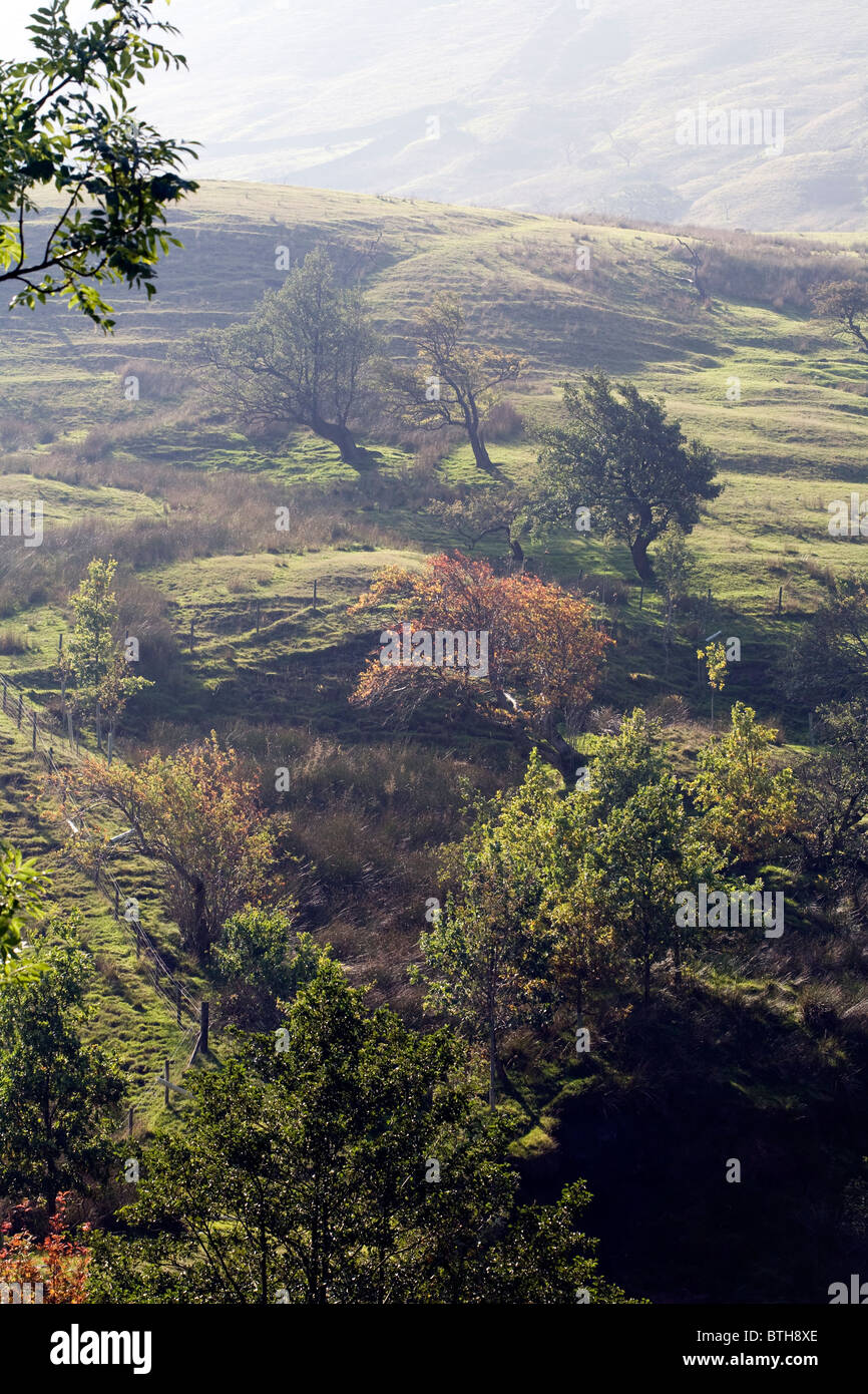 Autumn Trees Upper Booth part of the western edge of Edale Peak ...