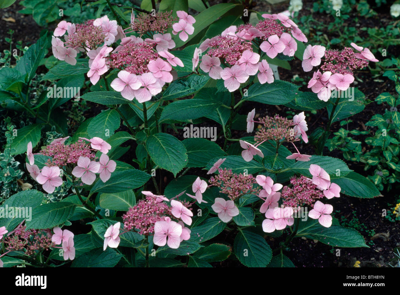 Plants a z hydrangea hi-res stock photography and images - Alamy